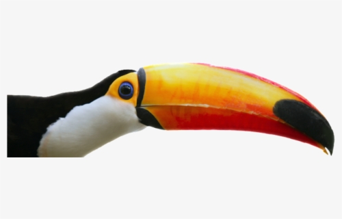 Toucan Cute Rainforest , Free Transparent Clipart - ClipartKey