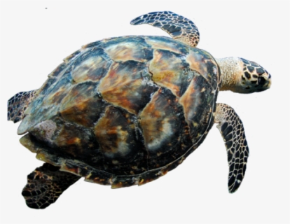 Download Sea Turtle Transparent Clip Art Image - Sea Turtle Transparent ...