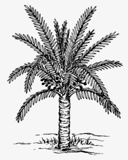 Palm Clipart Date Tree - Date Palm Tree Drawing , Free Transparent ...