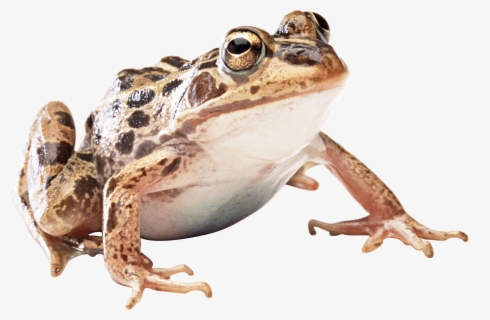 Free Toads Clip Art with No Background - ClipartKey