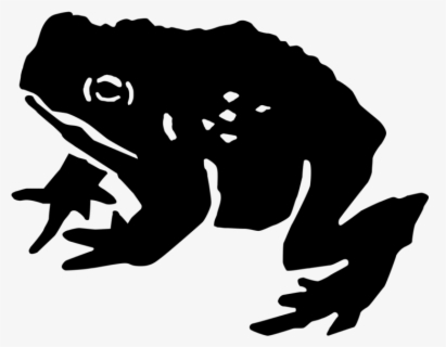 Toad Vector - Bufo , Free Transparent Clipart - ClipartKey