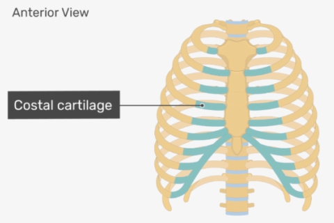 Rib Cage Sternum Anatomy Costal Cartilage - Costal Cartilage , Free ...