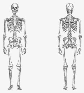 Transparent Skeletal System Png - Grade 6 Muscular System , Free ...