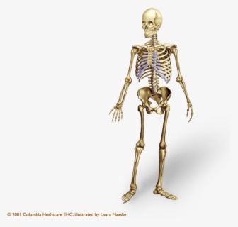 Drawn Skeleton Human Skeleton - Skeletal Body Transparent , Free ...