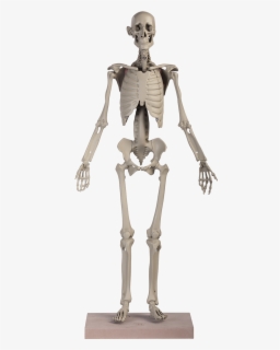 Sso Skeleton Horse , Free Transparent Clipart - ClipartKey