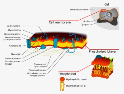 Picture - Cell Membrane Clip Art , Free Transparent Clipart - ClipartKey