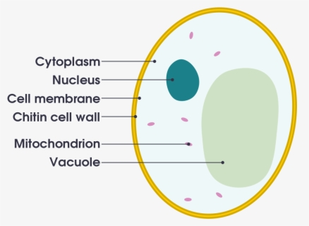 Labelled Diagram Of A Yeast Cell , Free Transparent Clipart - ClipartKey