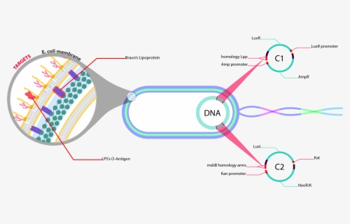 Transparent Prokaryote Png Download - Prokaryotic Cell Diagram ...