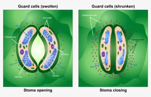 Guard Cells , Free Transparent Clipart - ClipartKey