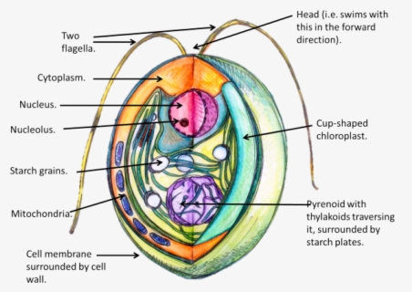 Structure And Function Cells - Animal Cell Simple Drawing , Free ...