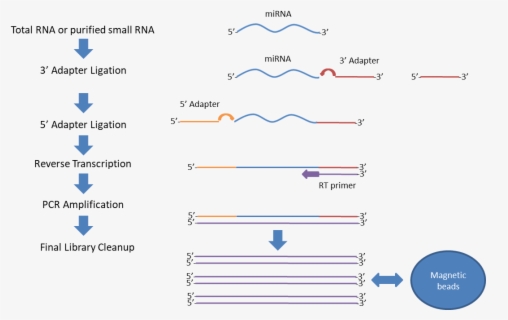 Geo Rna-seq Experiments Interactive Navigator , Free Transparent ...