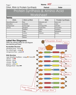 Dna Clipart 6th Grade Science - Page 1 Protein Synthesis & Amino Acid ...