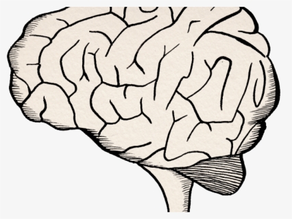 28 Collection Of Mouse Brain Drawing - Mouse Brain Sagittal Cartoon ...