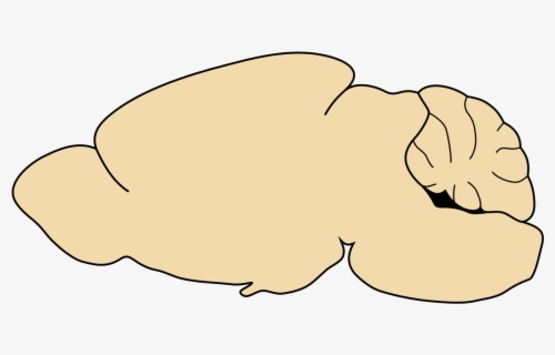 28 Collection Of Mouse Brain Drawing - Mouse Brain Sagittal Cartoon ...