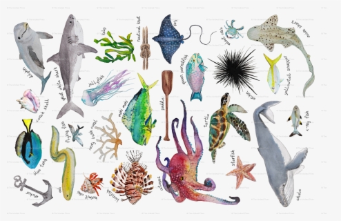 Coralreefborder - Coral Reef Border Clipart , Free Transparent Clipart ...