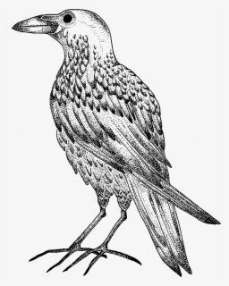 Crow Clipart Easy Draw - Crow Outline , Free Transparent Clipart ...