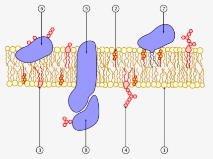 The Cell Membrane Is Studded With Proteins That Researchers - Biology ...