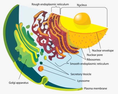 Cell Endoplasmic Reticulum , Free Transparent Clipart - ClipartKey