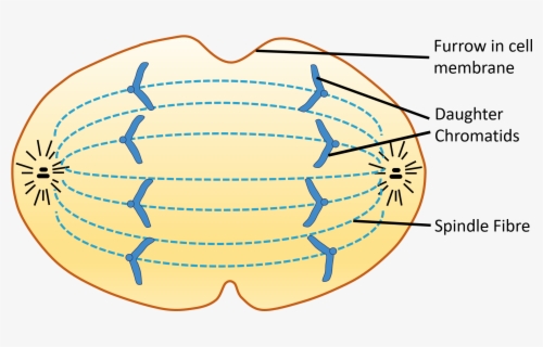 Thumbnail - Anaphase Diagram , Free Transparent Clipart - ClipartKey