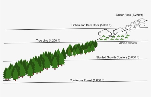 Forest Svg Treeline - Baseball Template , Free Transparent Clipart ...