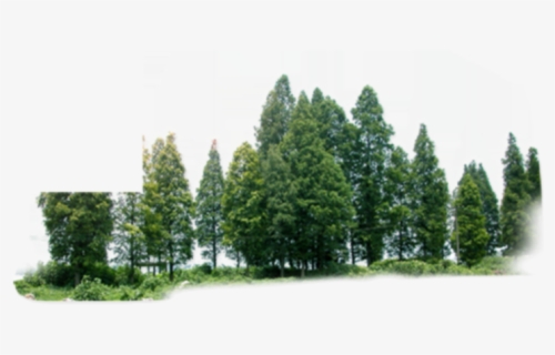 Treeline Trees Forest Silhouette Treesilhouette - Pine Tree Silhouette ...