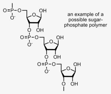 Nucleic Acids Polymer Structure , Free Transparent Clipart - ClipartKey