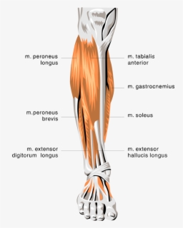 Anatomy Muscles Medical Muscle - Ligaments In Your Shin , Free ...