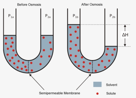 Osmosis - Semi Permeable Membrane , Free Transparent Clipart - ClipartKey