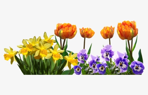 Daffodil Vector Clip Art - Tulips And Daffodils , Free Transparent ...