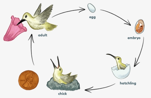 Hummingbirdcycle - Life Cycle Of A Bird Drawing , Free Transparent ...