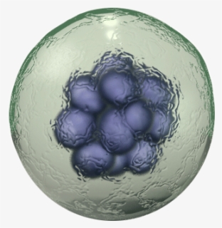 Body Transparent Images Pluspng Transparent Background - Cell ...