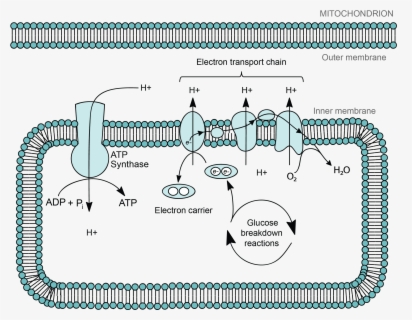 Drawing Quizzes Cell Diagram - Electron Transport Chain Location , Free ...