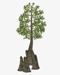 Bald Cypress Tree Drawing , Free Transparent Clipart - ClipartKey