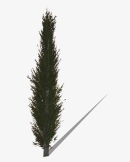 Cypress Tree Png - Transparent Cypress Tree Png , Free Transparent ...