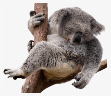 Clip Art Sleeping Koala - Koala Png , Free Transparent Clipart - ClipartKey