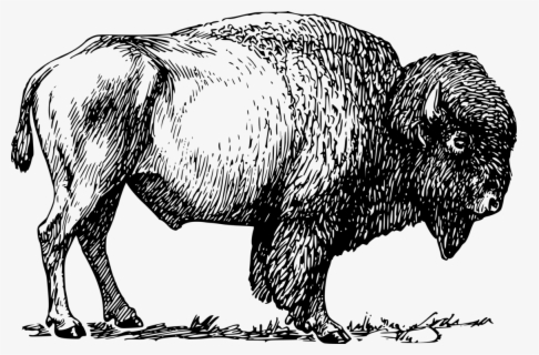 Buffalo Clipart Tribal - American Bison , Free Transparent Clipart ...