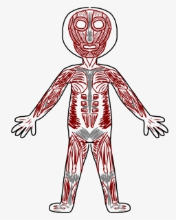 Muscle Anatomy Png - Muscular System Png , Free Transparent Clipart ...