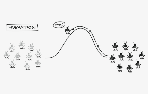 Gene Flow Drawing , Free Transparent Clipart - ClipartKey