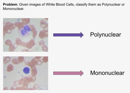 Mononuclear And Polynuclear Cells , Free Transparent Clipart - ClipartKey