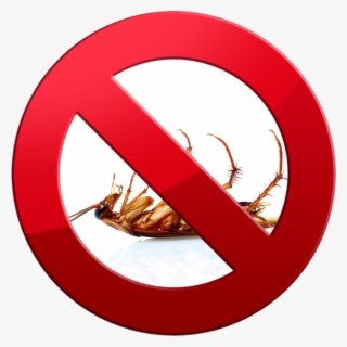 Dead Cockroach Cartoon , Free Transparent Clipart - ClipartKey