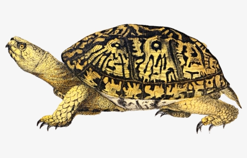 Box Turtle Clipart & Box Turtle Clip Art Images - Eastern Box Turtle ...