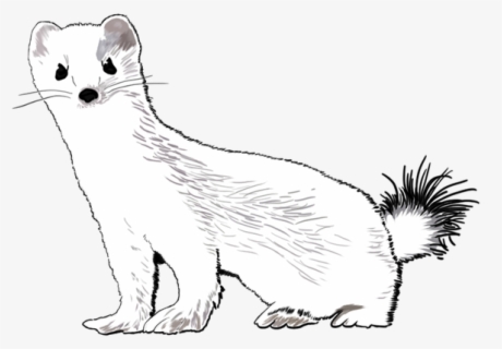 Mink Drawing Stoat - Ermine Png , Free Transparent Clipart - ClipartKey