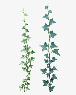 Ivy Clipart Watercolor - Climbing Plant Png , Free Transparent Clipart ...