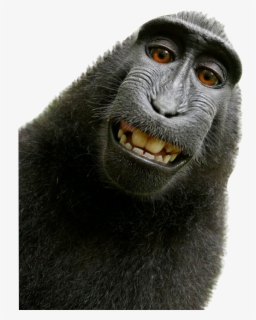 Monkey Png - David Slater Monkey , Free Transparent Clipart - ClipartKey