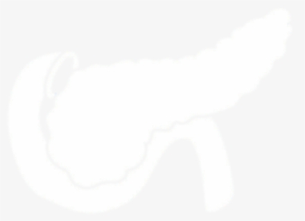 Free Pancreas Clip Art with No Background - ClipartKey
