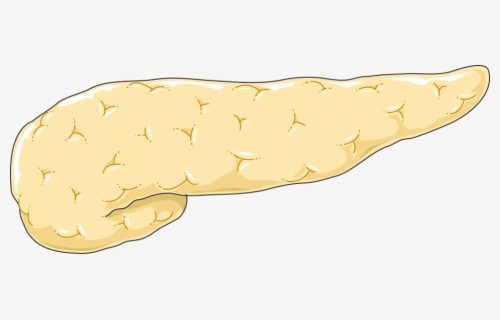 Free Pancreas Clip Art with No Background - ClipartKey