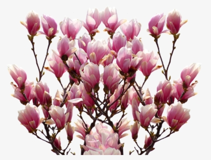 Clip Art Magnolia Flower Clipart - White Magnolia Flower Png , Free ...