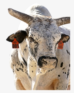 Pbr Bulls Smooth Operator , Free Transparent Clipart - ClipartKey