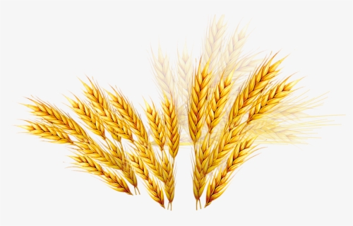 Cevada Png , Free Transparent Clipart - ClipartKey
