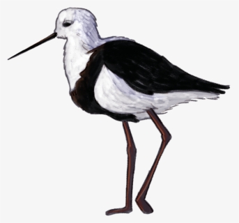 Free Wetland Clip Art with No Background - ClipartKey